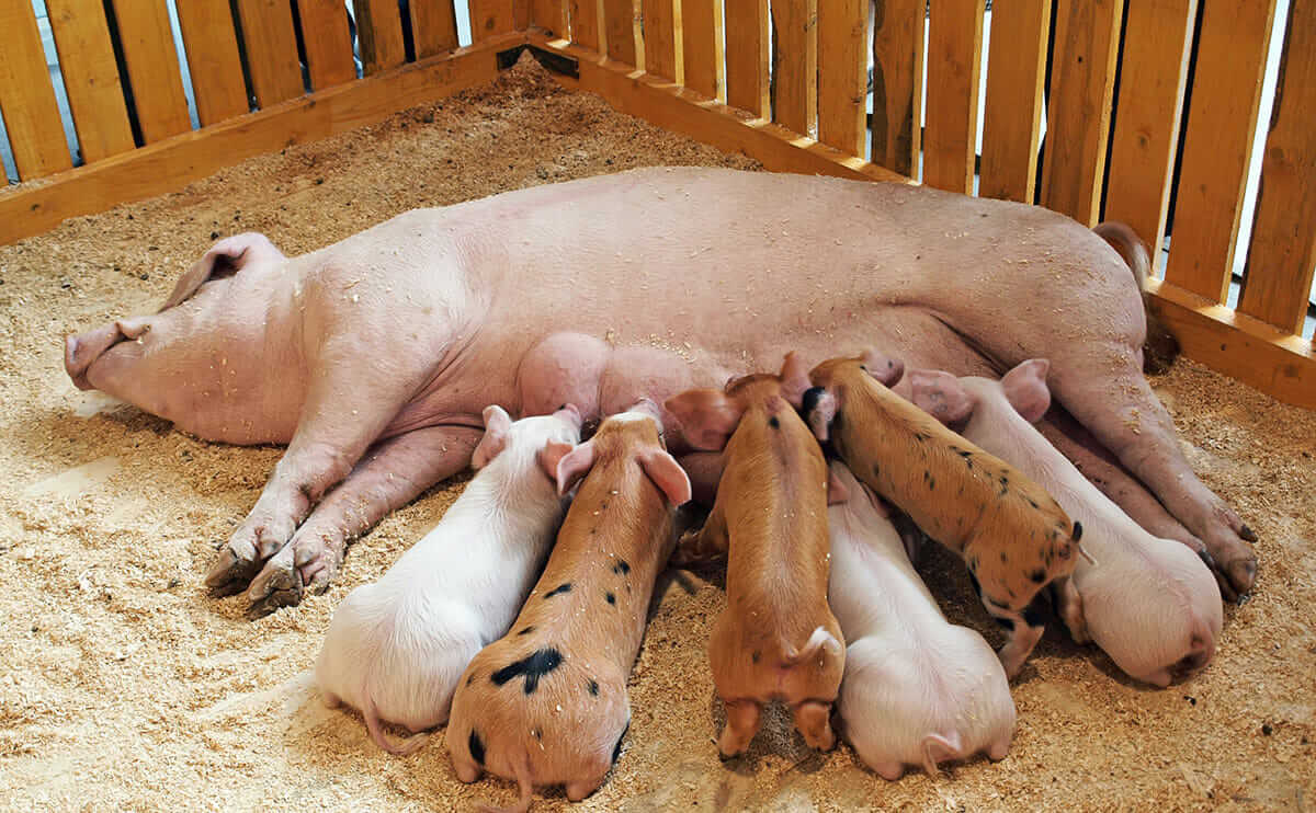 To Milk A Pig One Chef s Obsession Modern Farmer To Milk A Pig One Chef s Obsession Modern Farmer