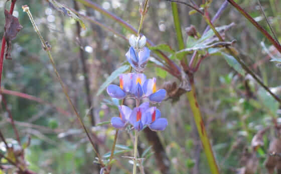 Tarwi: The Total Package - Modern Farmer