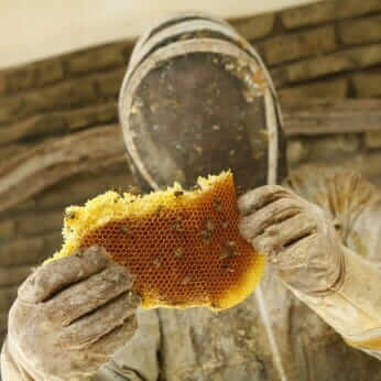 Meet the Killer Bee Guy - Modern Farmer