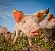 17 Farm Animals That Need to Respect Personal Boundaries - Modern Farmer