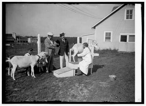 20 Grand Old Goat Photos - Modern Farmer