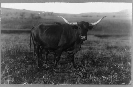 13 Classic Cattle Pics - Modern Farmer