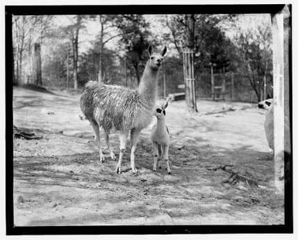 8 Awesome Antique Llamas - Modern Farmer