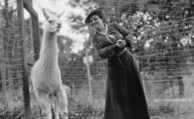 8 Awesome Antique Llamas - Modern Farmer