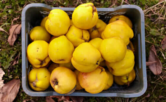 In Season: Quince - Modern Farmer
