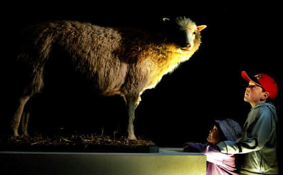 The Life and Times of Dolly the Cloned Sheep - Modern Farmer