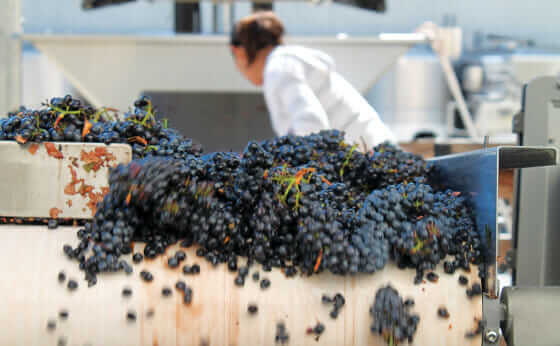 How a Robot Can Sort 2 Tons of Grapes in 12 Minutes - Modern Farmer