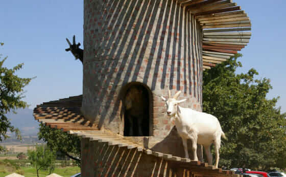 Goat Towers: An Idea Whose Time Has Come - Modern Farmer