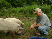 Meet the Mangalitsa, the Hairy Pig That's the Kobe Beef of Pork ...