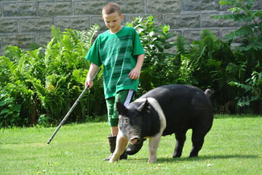 Pretty Pigs: The Secrets of Teenage Swine Groomers - Modern Farmer