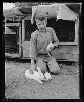 11 Vintage Photos of Rascally Rabbits - Modern Farmer