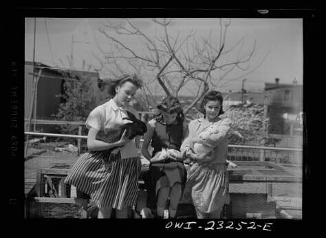 11 Vintage Photos of Rascally Rabbits - Modern Farmer