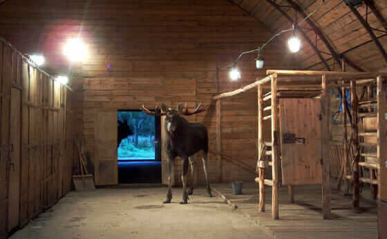 Moose Milking in Russia - Modern Farmer