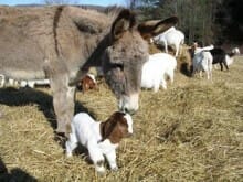Modern Farmer's Guide to Guard Donkeys - Modern Farmer