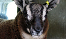 Debunking the Geep: How Many Sheep-Goat Hybrids Are Real? - Modern Farmer