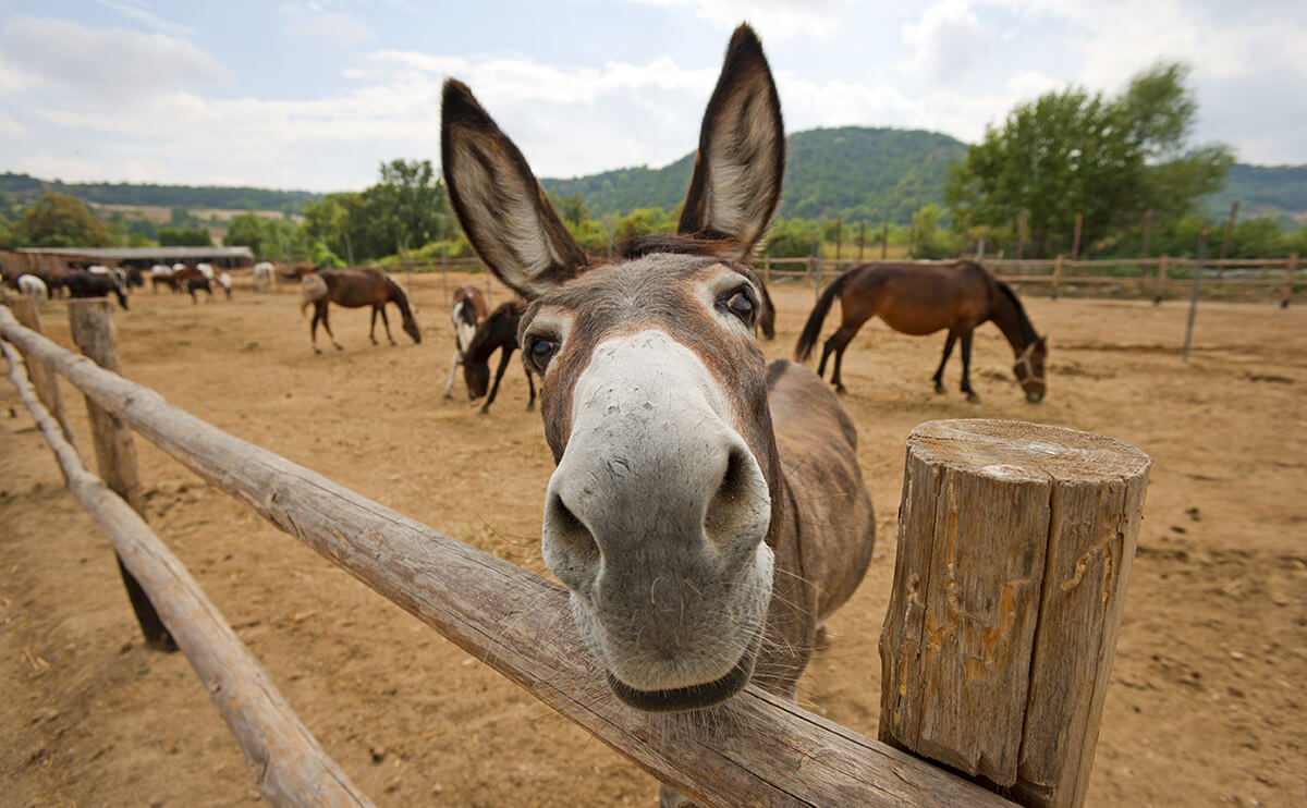 Care For A Glass Of Donkey Milk Modern Farmer Care For A Glass Of Donkey Milk Modern Farmer