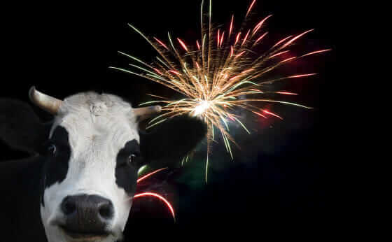 Why Cows and Fireworks Don't Mix - Modern Farmer