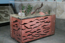 Ant Farms for Grownups - Modern Farmer
