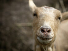8 Farm Animals That Can't Stop Laughing - Modern Farmer