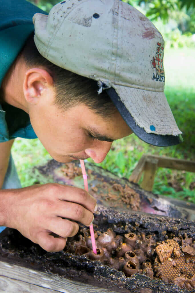 Photo Essay: Cuban Farmers Return to the Old Ways - Modern Farmer