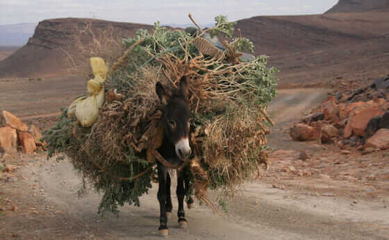 11 Photos of Donkeys Carrying Heavy Loads - Modern Farmer