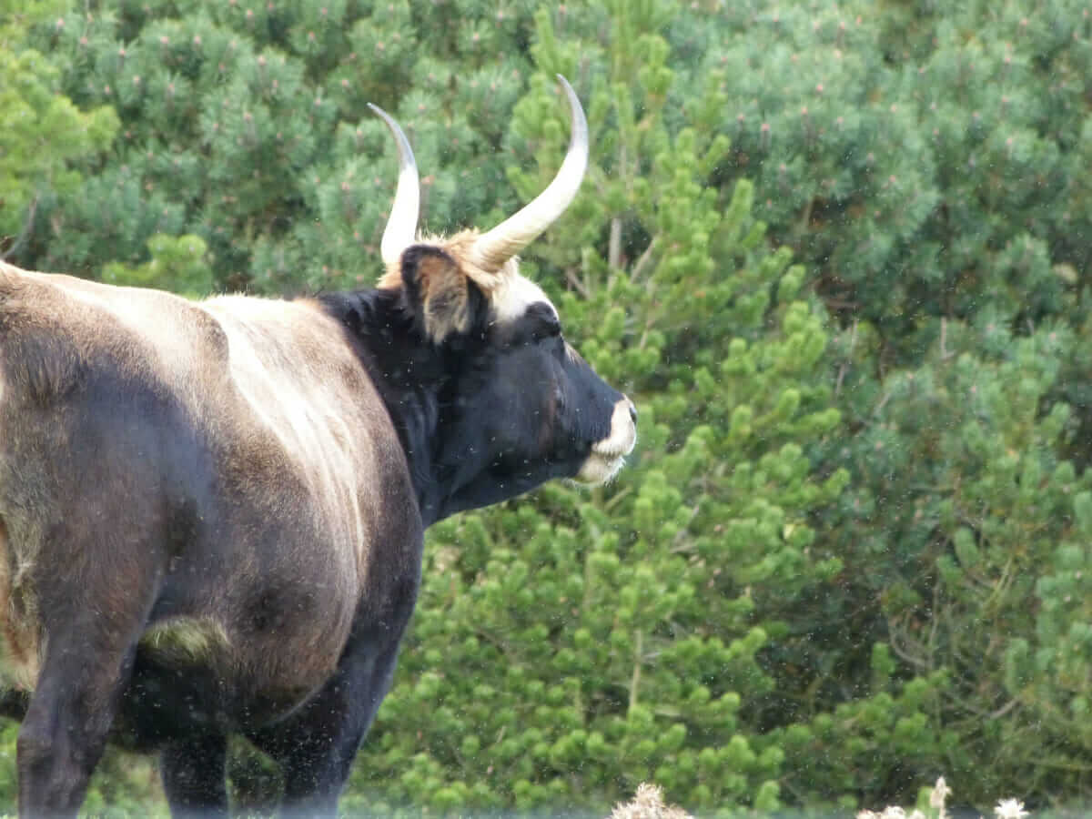 A Nazi-Era Cattle Breed, Just as Awful as Expected - Modern Farmer