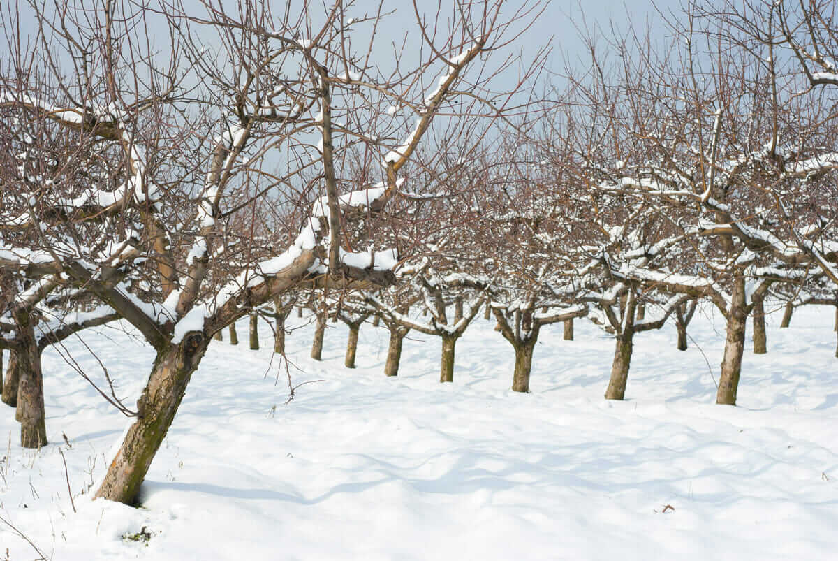 How To Prune Your Fruit Trees Modern Farmer How To Prune Your Fruit Trees Modern Farmer
