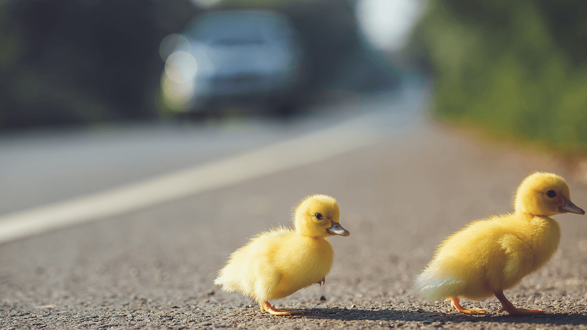 Good Samaritan Cabby Brings Ducks to Safety - Modern Farmer