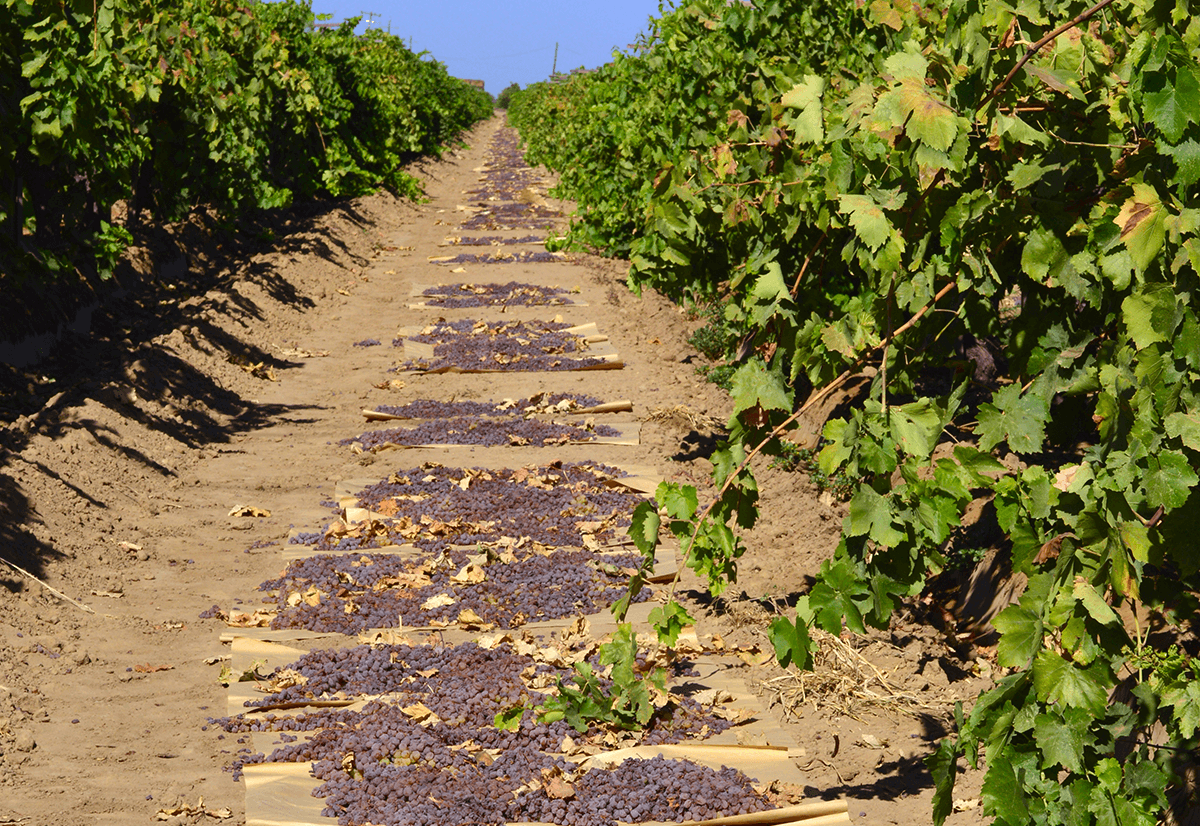 Raisin Grower Wins Supreme Court Battle - Modern Farmer