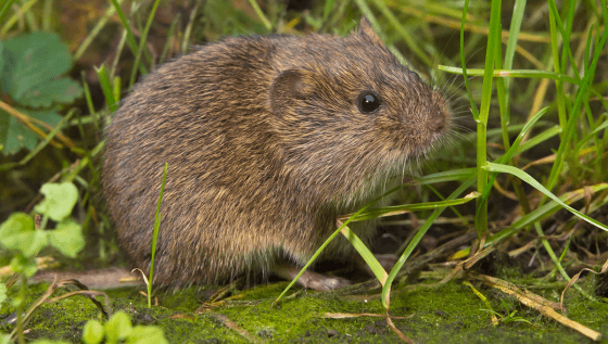 Varmints Getting Your Crops? Three Humane Ways to Keep 'Em Out - Modern ...