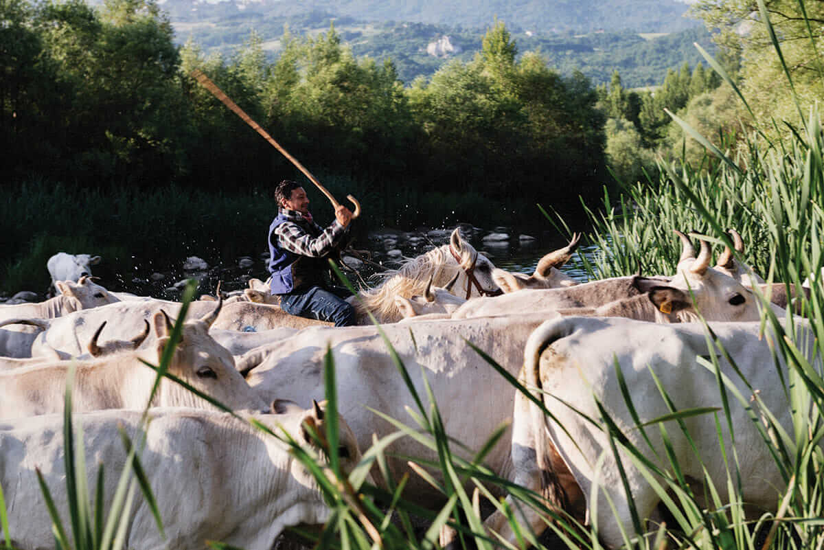 Italian Cowboys Keeping an Ancient Practice Alive - Modern Farmer