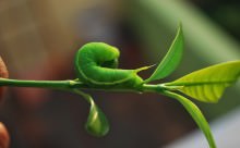 How Caterpillar Poop Might Become The Next Great Pesticide - Modern Farmer