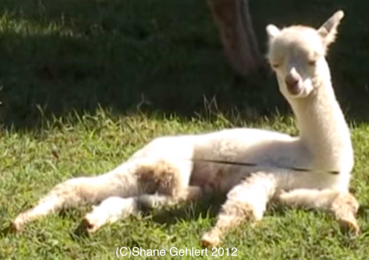 Alpaca Video of the Day: Sleepy Alpaca Wants to Sleep - Modern Farmer