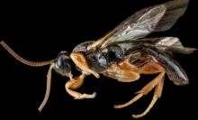 The Most Terrifying Way to Fight Pests: Parasitic Wasps - Modern Farmer