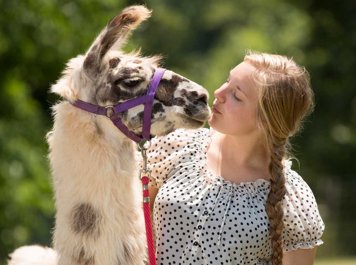 Upcoming Documentary Captures Our Quirky "Llama Nation" - Modern Farmer
