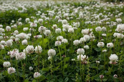 How to Choose a Cover Crop - Modern Farmer
