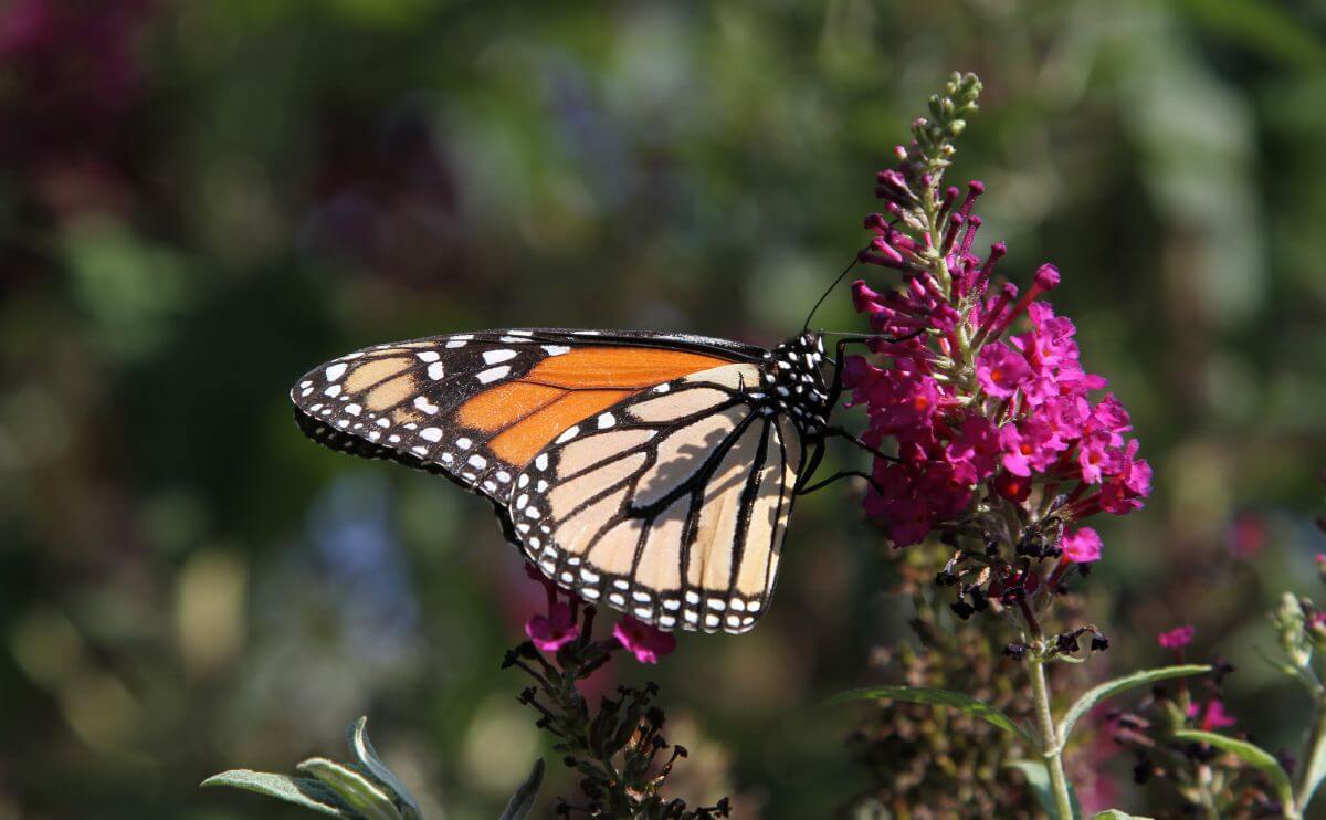 The USDA Needs The Help Of Farmers To Save The Noble Monarch Butterfly ...