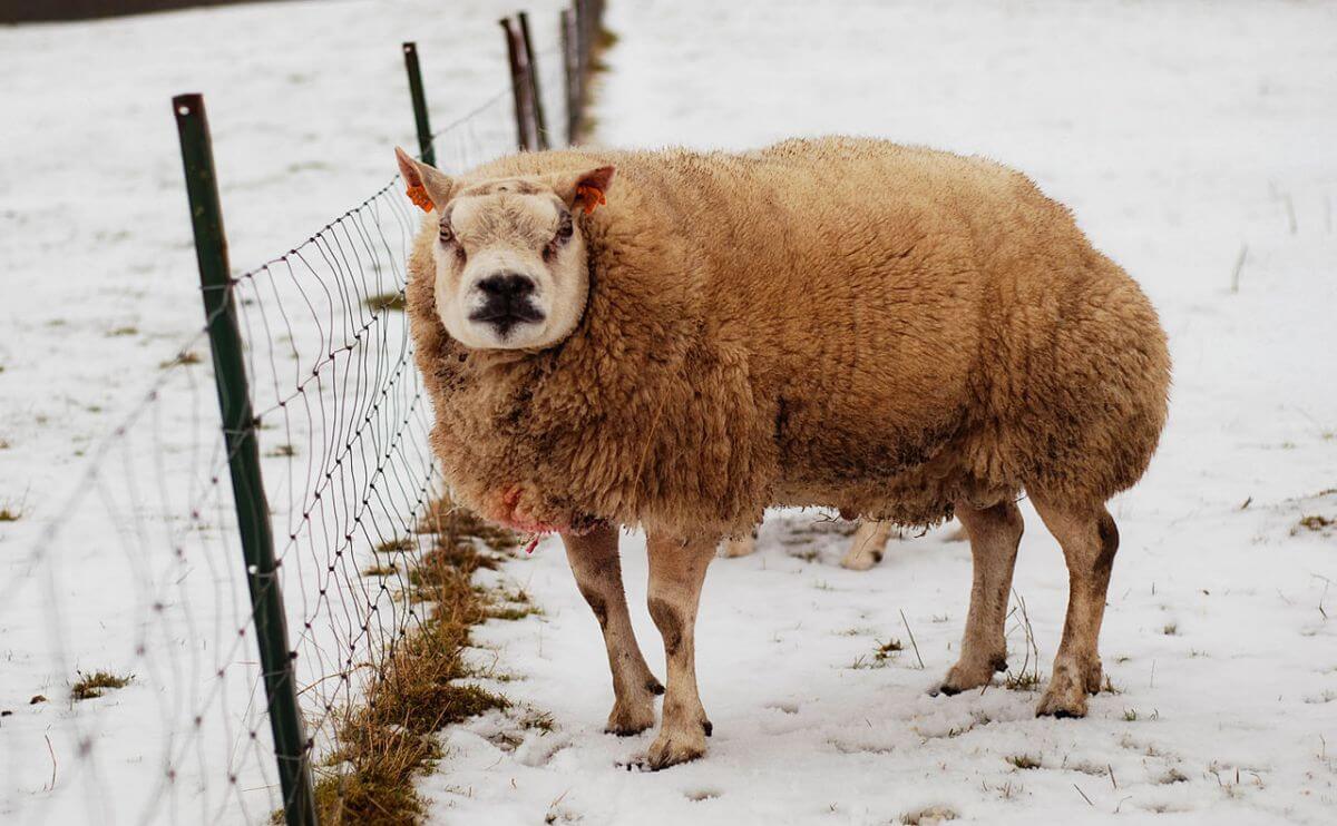 Meet the Beltex, an Eternally Grumpy-Looking Sheep - Modern Farmer