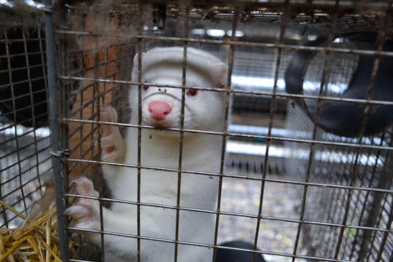 Mink on the Brink: The Troubles Facing Fur Farmers in Denmark - Modern ...