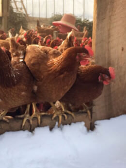 Fowl Play: How to Engage Chickens When They Have to be Cooped Up ...