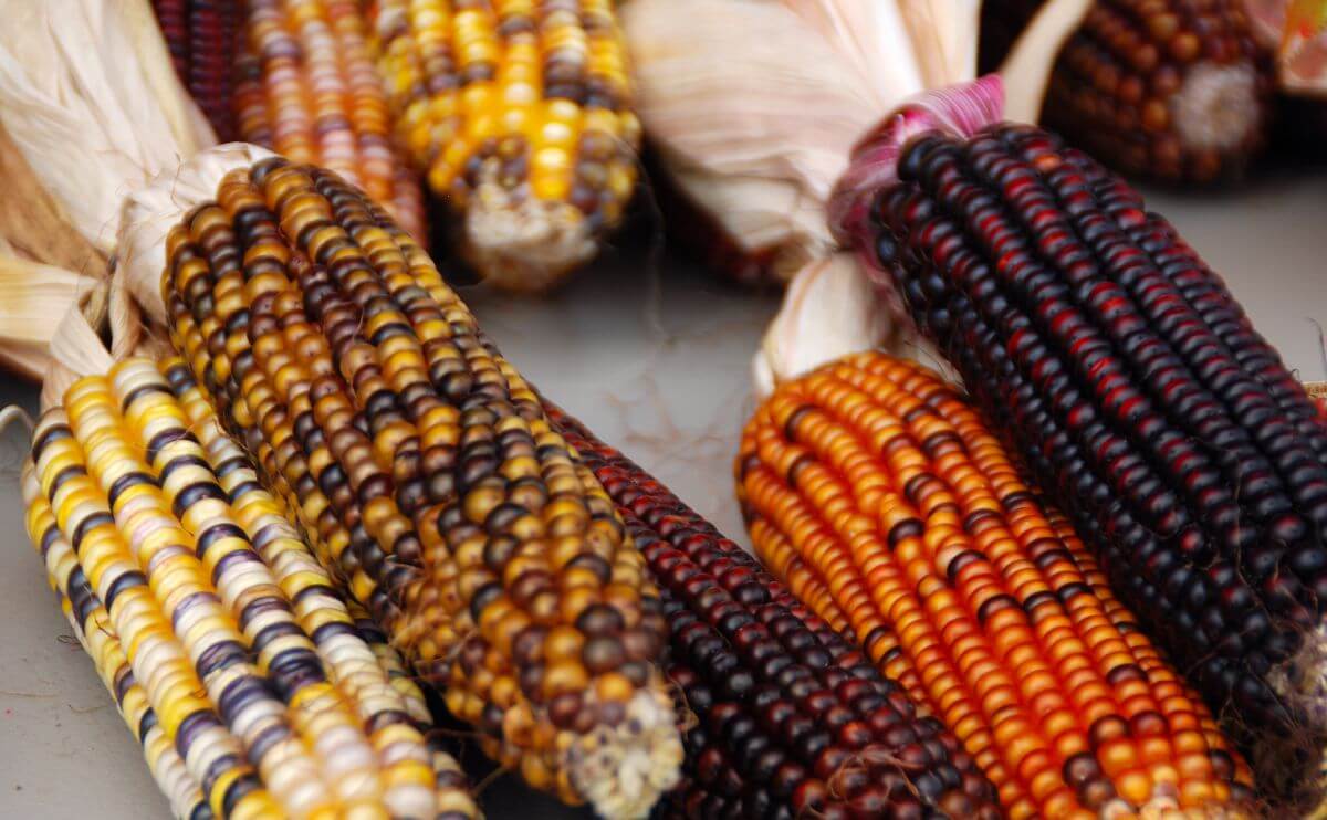 Home Gardeners are Breeding More Diverse Corn than You Can Buy - Modern ...