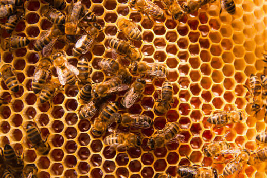 Beek Out This Summer at HoneyLove's Natural Beekeeping Conference ...