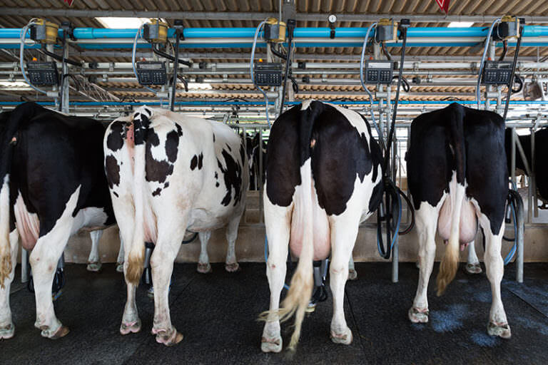 Cows Injected With "Happy" Chemicals Produce Better Milk - Modern Farmer