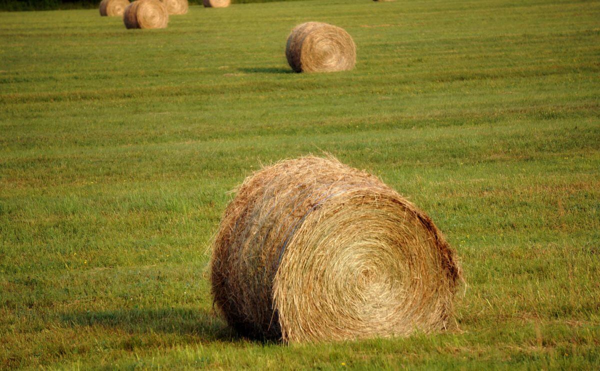 New Mexico Farmer Creates "the eBay of Hay" - Modern Farmer