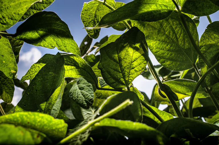 Dicamba, Monsanto, and the Dangers of Pesticide Drift: A Modern Farmer ...