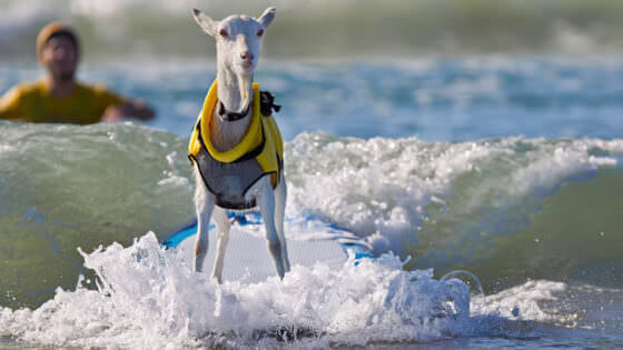 Meet Pismo and Goatee, the World's Greatest Surfing Goats - Modern Farmer