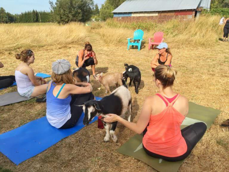 Goat Yoga: It's Yoga ... With Goats! - Modern Farmer