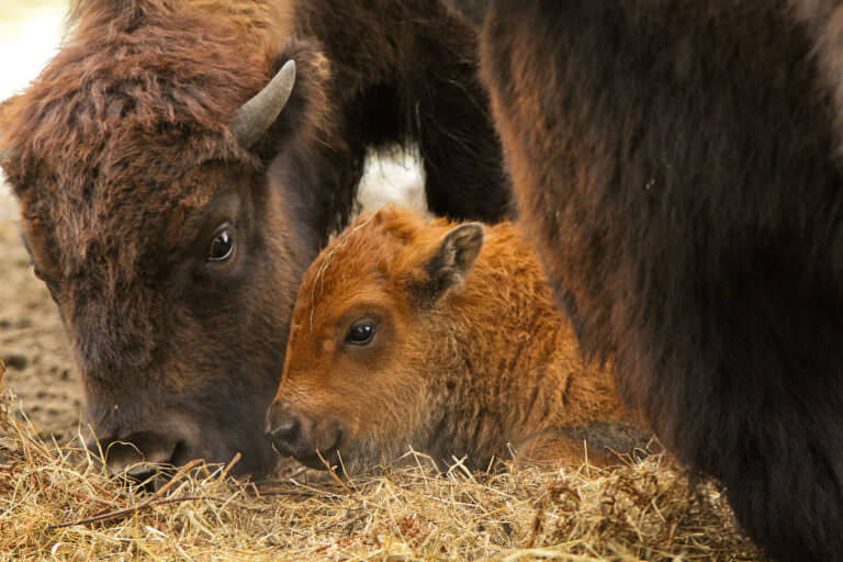 Baby Bison are Extremely Cute. Just Look at Their Furry Faces! - Modern ...