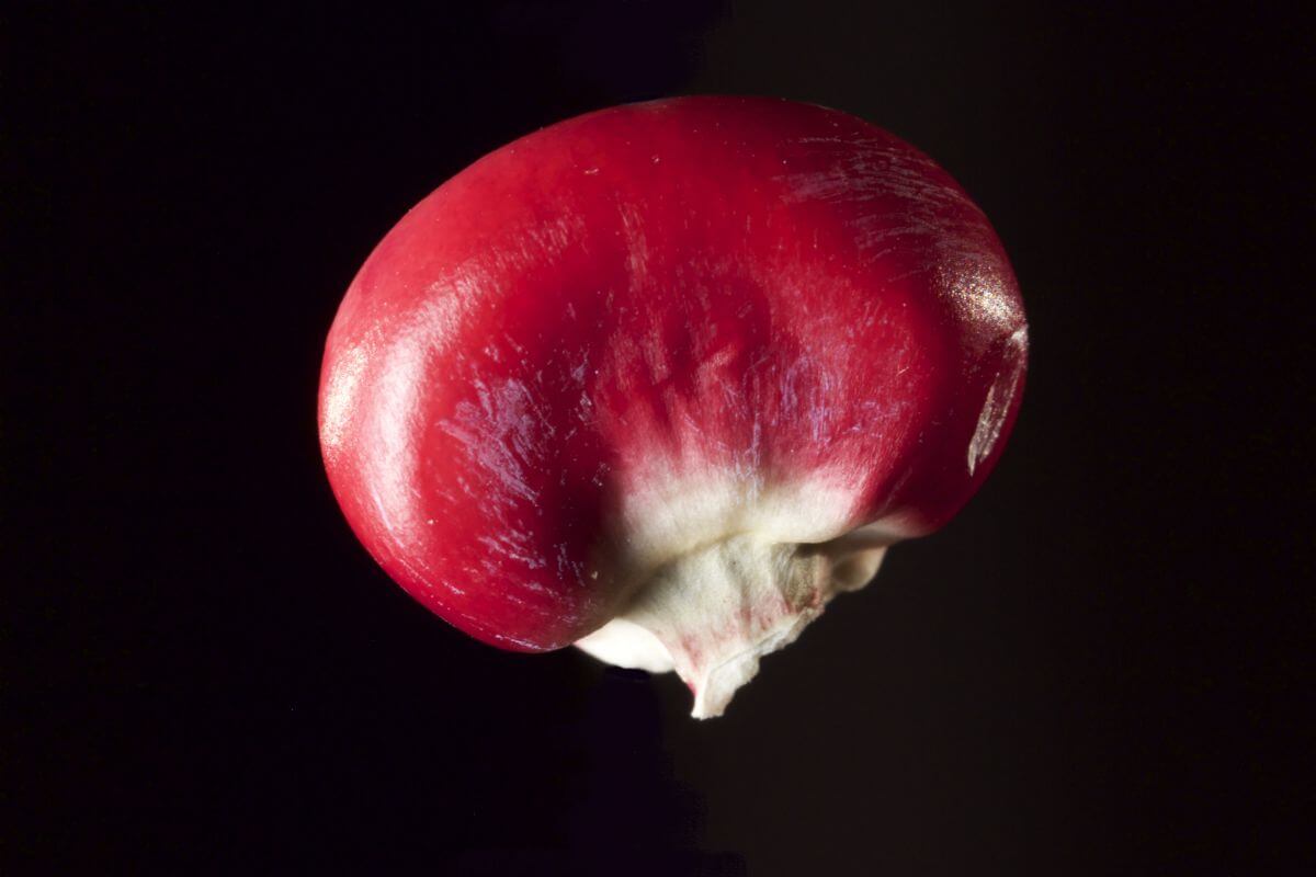 "Seed: The Untold Story" Will Make You Look at Plant Babies in a Whole ...