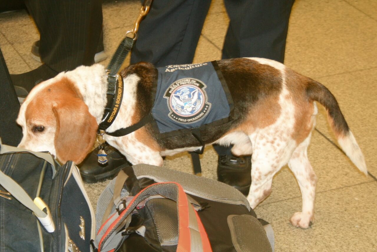 Meet the Beagle Brigade: Protecting American Ag One Sniff at a Time ...